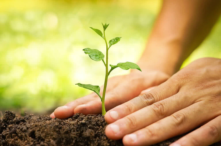 Pahadi Hatti | Plant Tree Mission – Pahadi Hatti (पहाड़ी हट्टी)